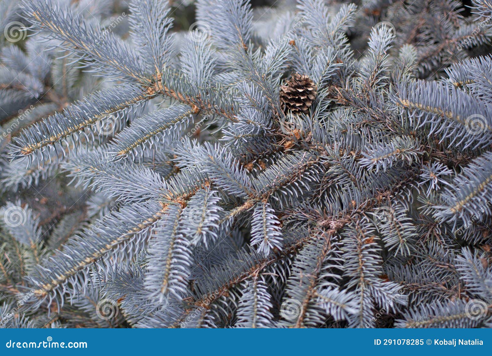 Green Pine Branches and One Small Bump on Them Stock Image - Image of ...