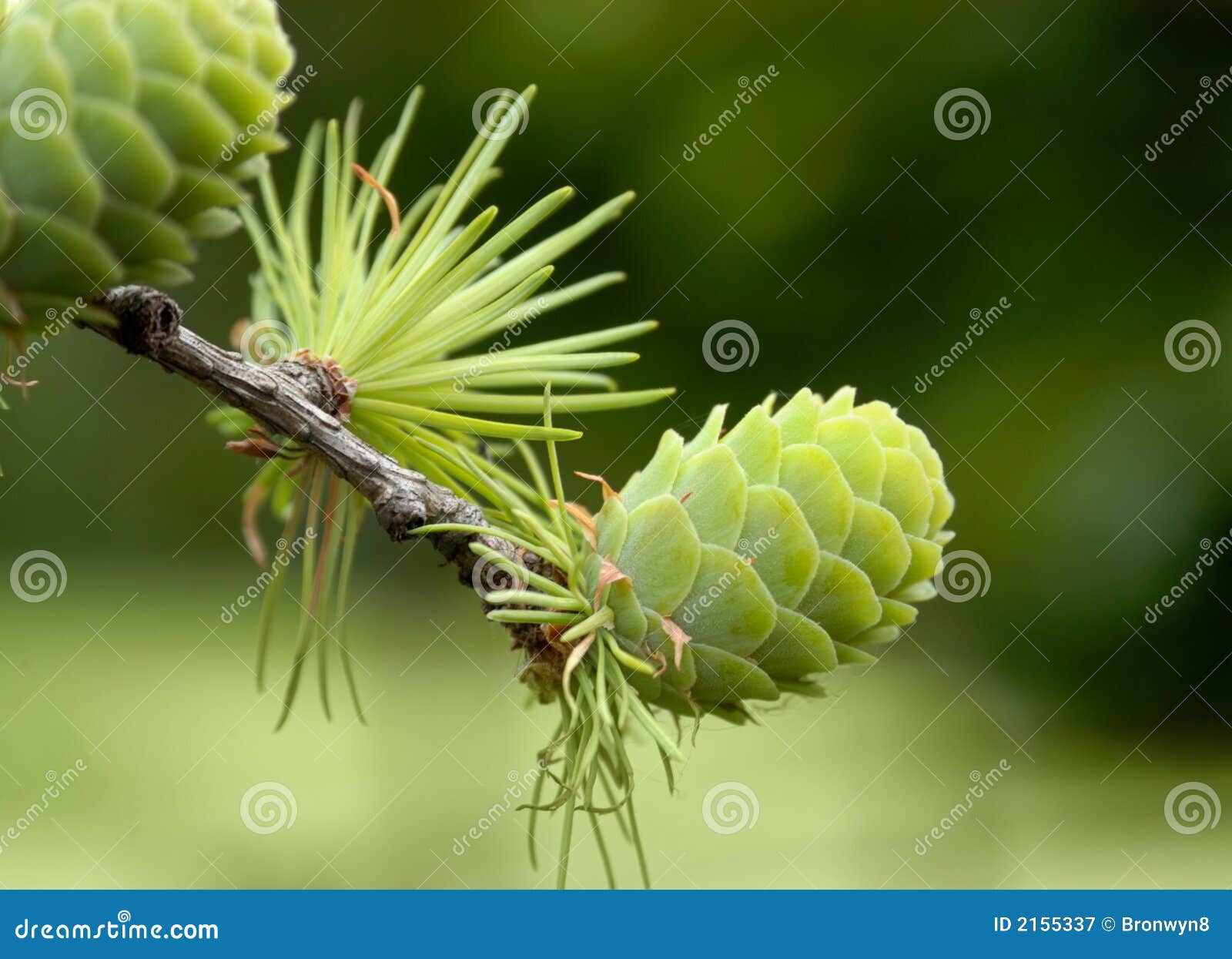 Green Pine cone stock image. Image of fresh, growth, cone - 2155337