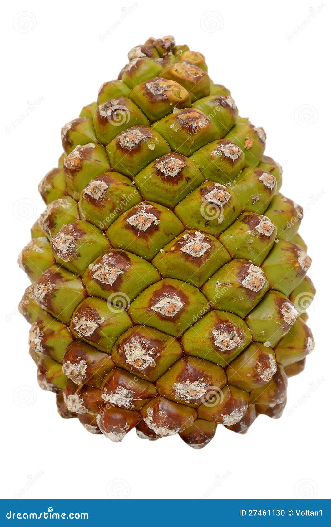 Green pine cone stock photo. Image of fruit, detail, frame - 27461130