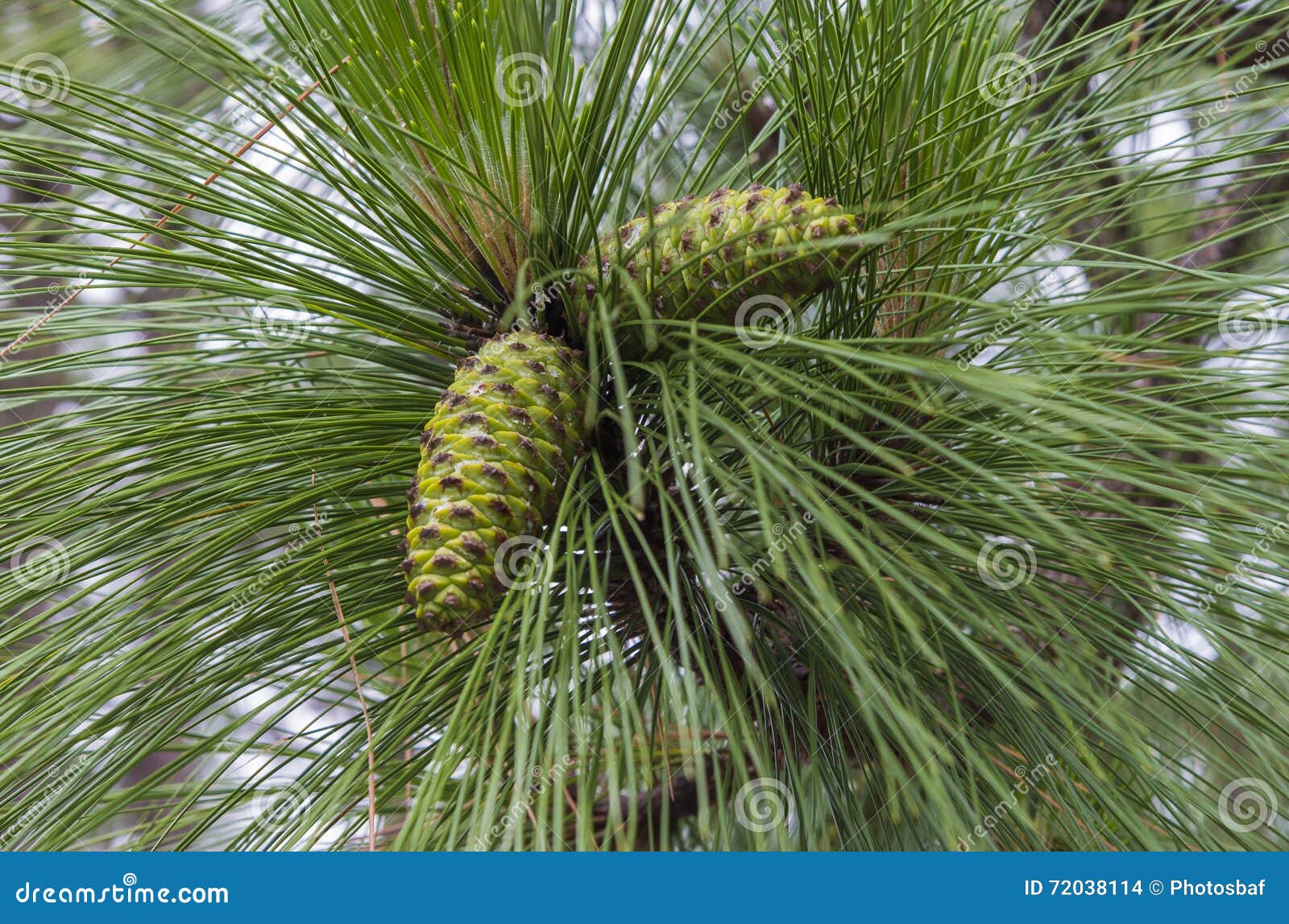 The Green Pine Cone stock photo. Image of cone, trees - 72038114