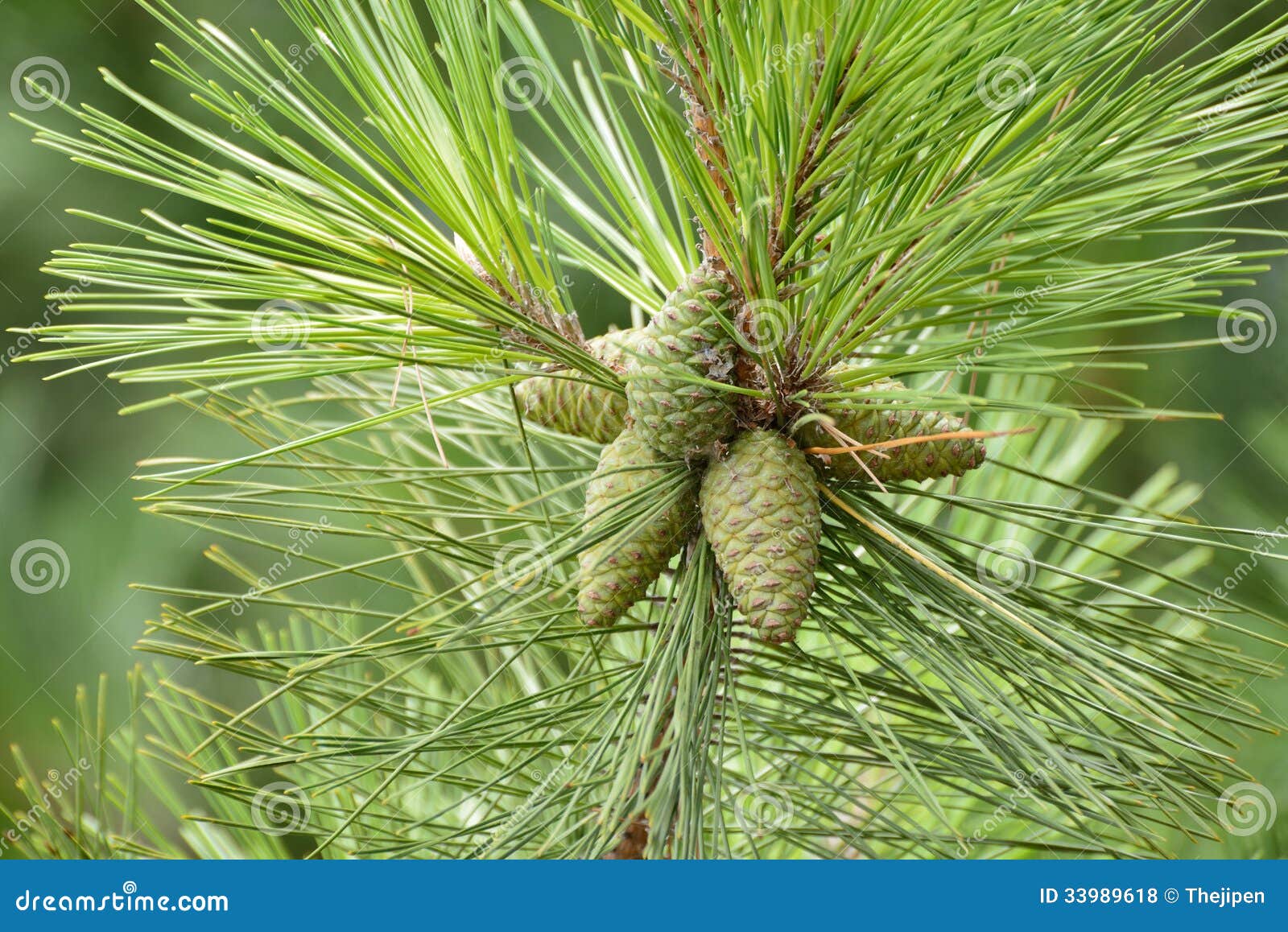 Green pine cone stock photo. Image of pine, green, tree - 33989618