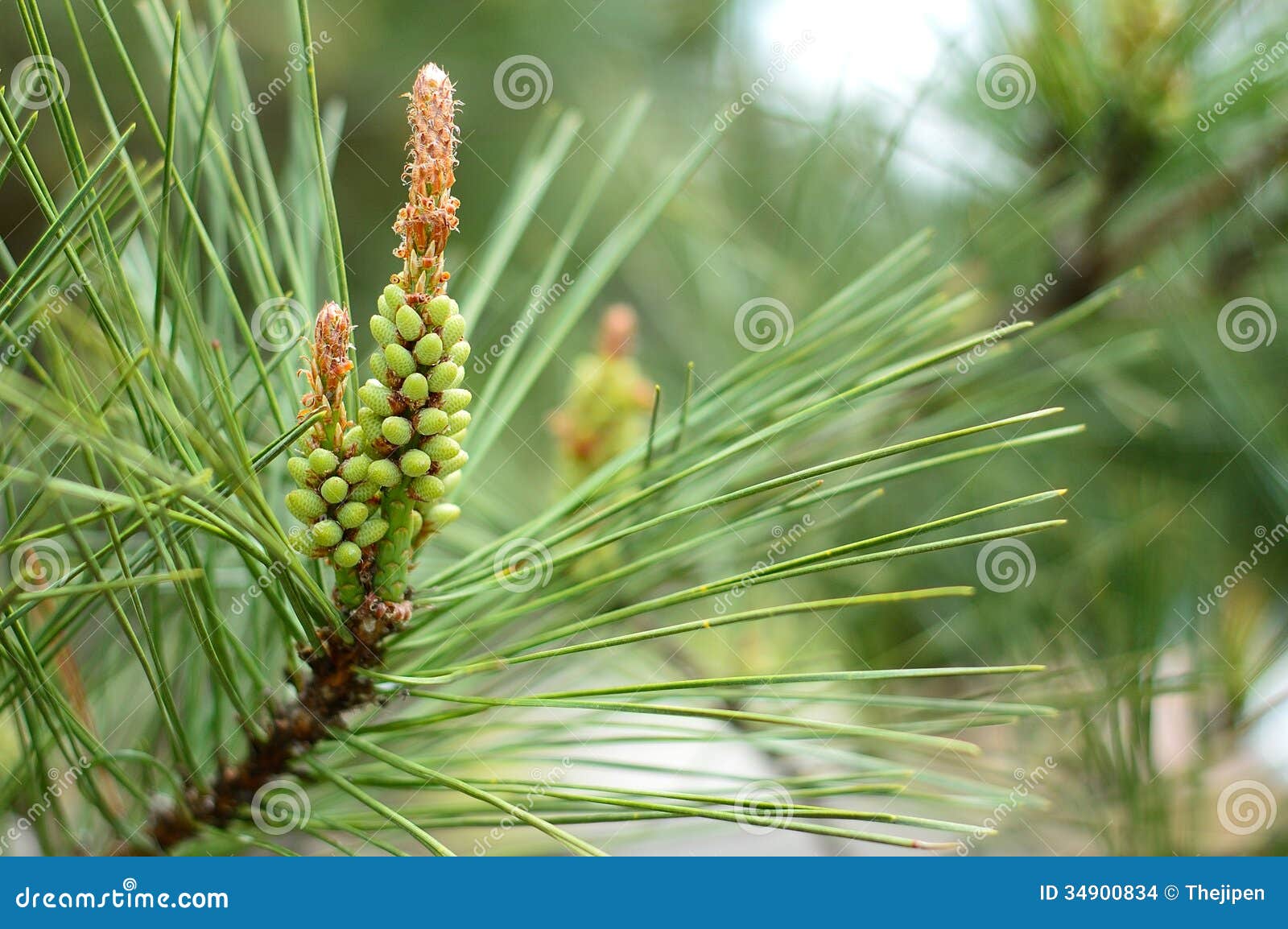 Green pine cone stock photo. Image of pinecones, cone - 34900834