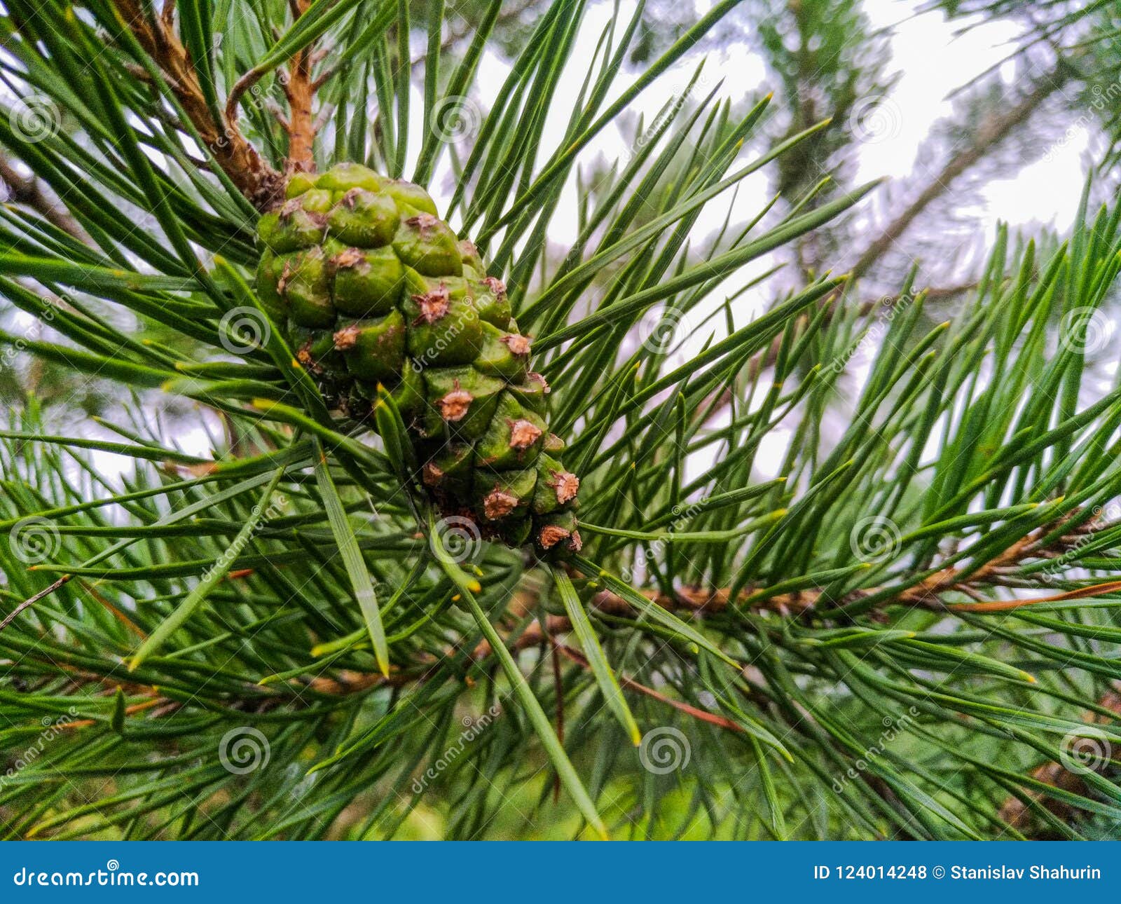 Green Pine Cone on a Tree Branch in Summer Stock Photo - Image of ...