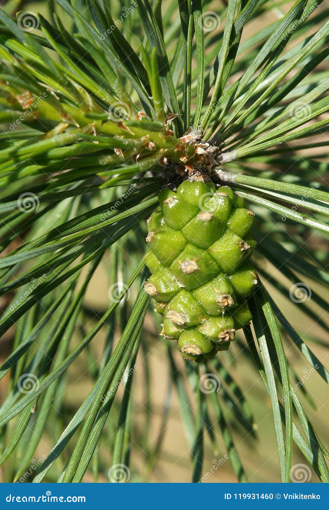 Green pine cone stock photo. Image of white, pine, conifer - 119931460