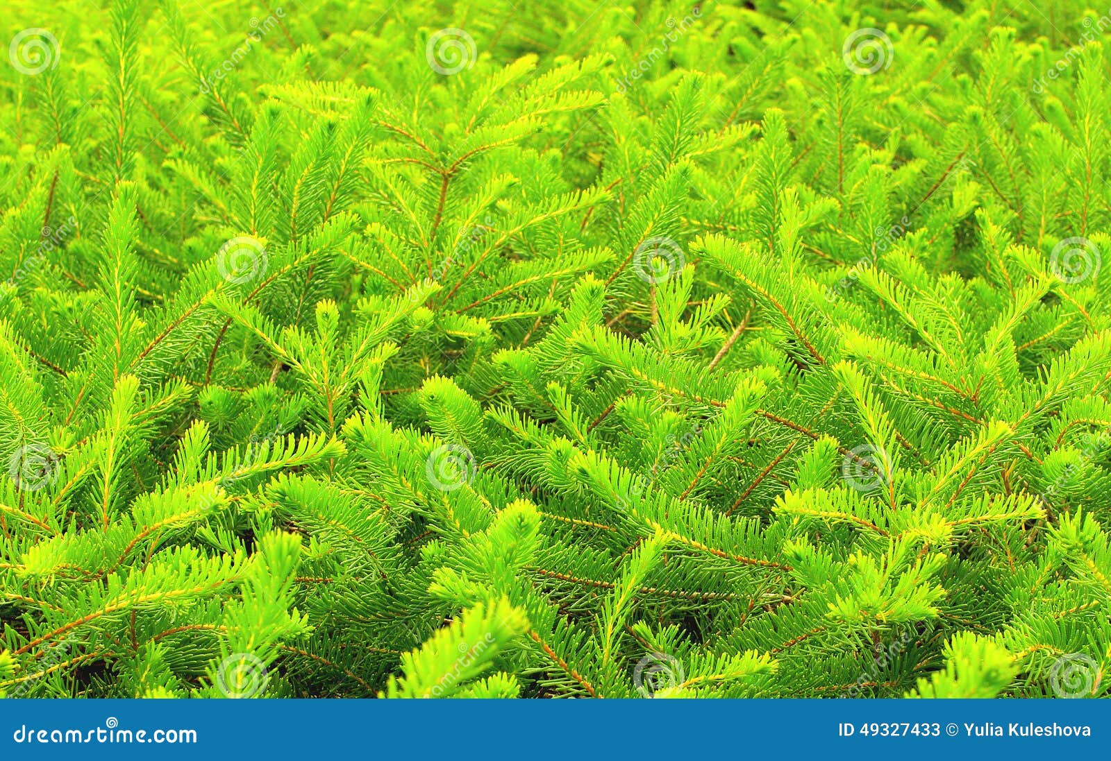 Green pine conifer stock image. Image of evergreen, bushes - 49327433