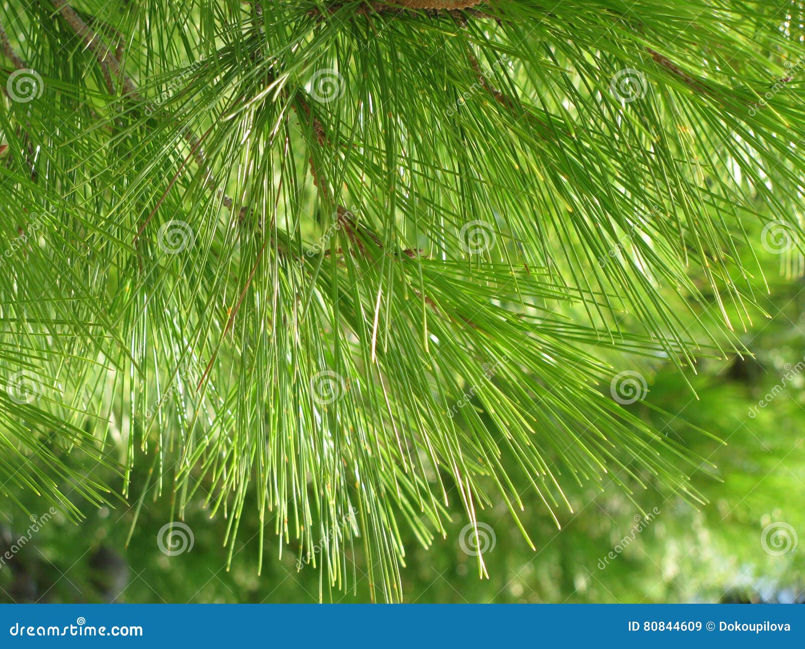 Greek Pine Tree Stock Photo | CartoonDealer.com #99772830
