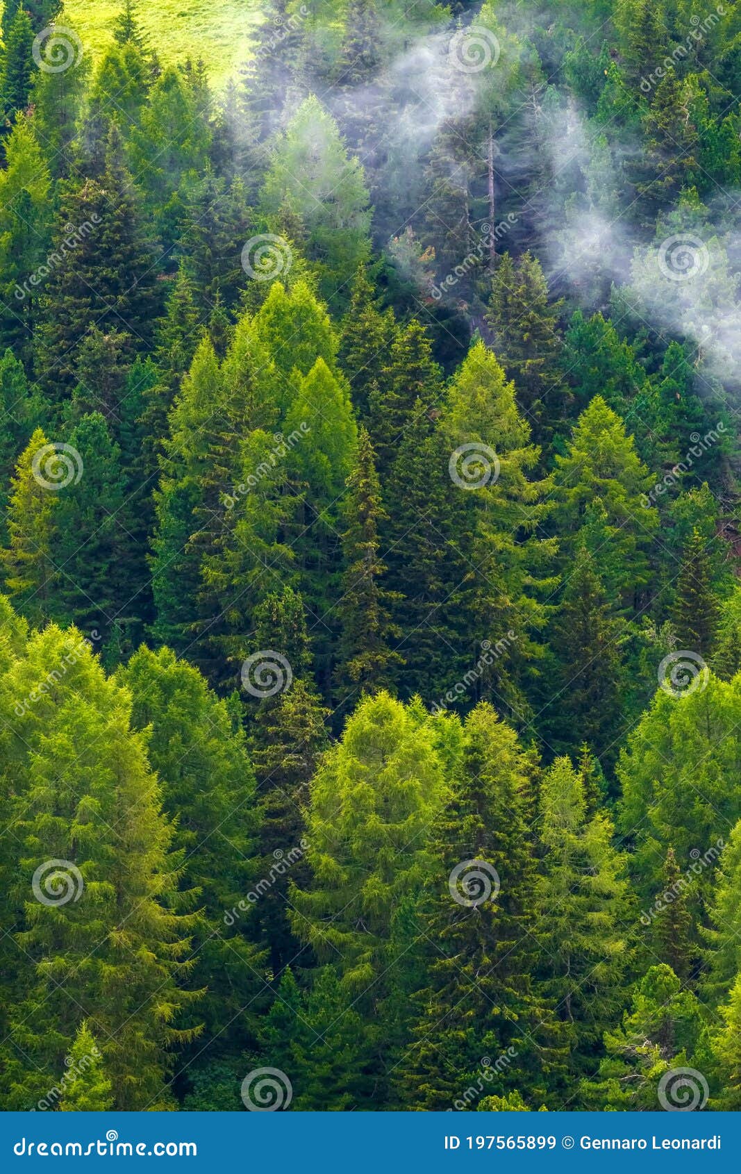 Green Pine Forest. Background Stock Image - Image of park, colorful: 197565899