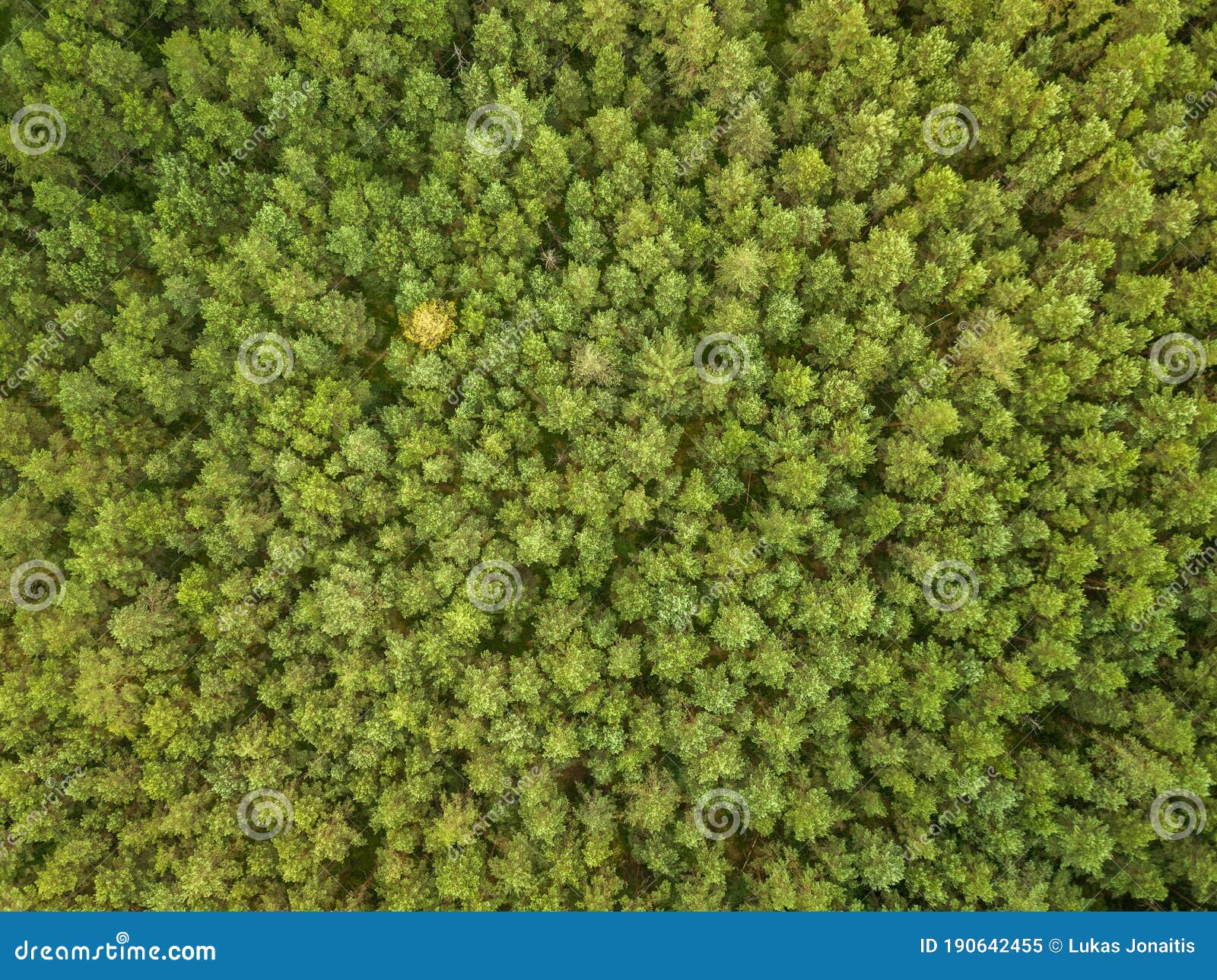 Norway Spruce Tree Pinecones. Stock Image | CartoonDealer.com #124418761