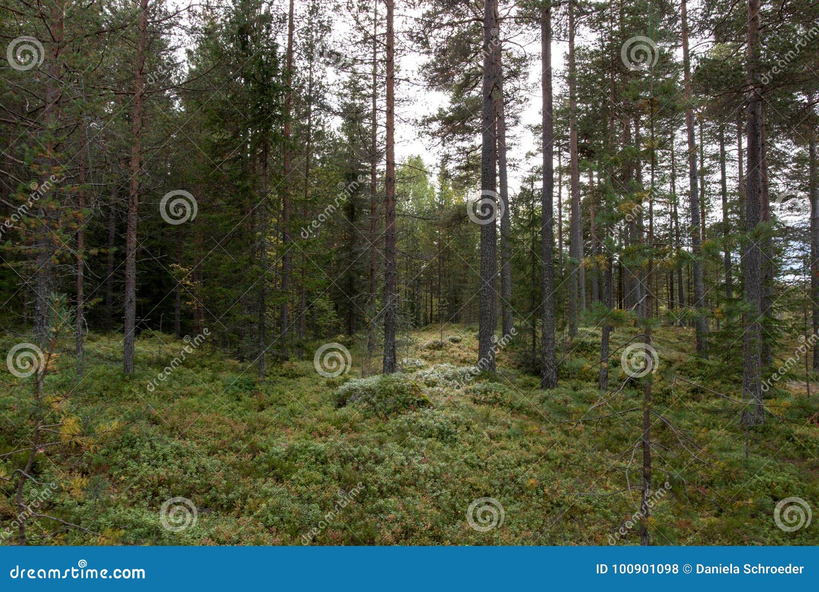 Norway Close To Oslo, Green Pine Forest Stock Photo - Image of ...