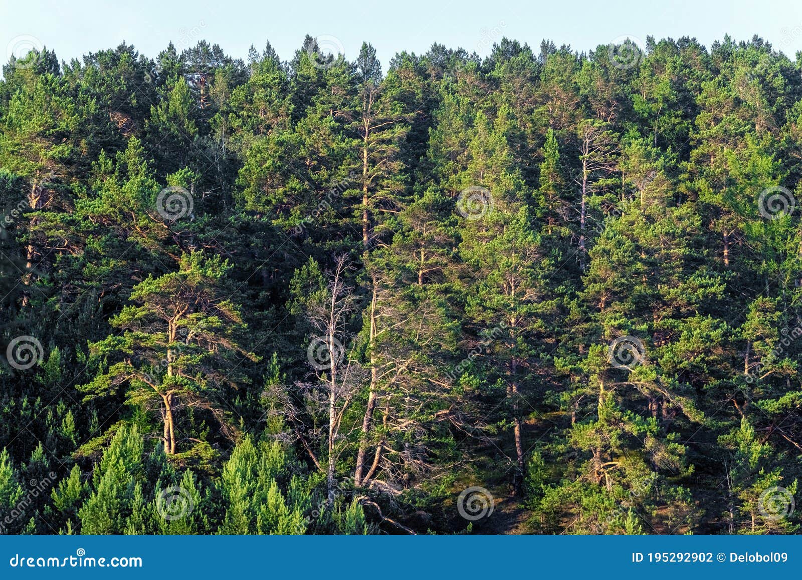 Forest On Slope Royalty-Free Stock Photography | CartoonDealer.com ...