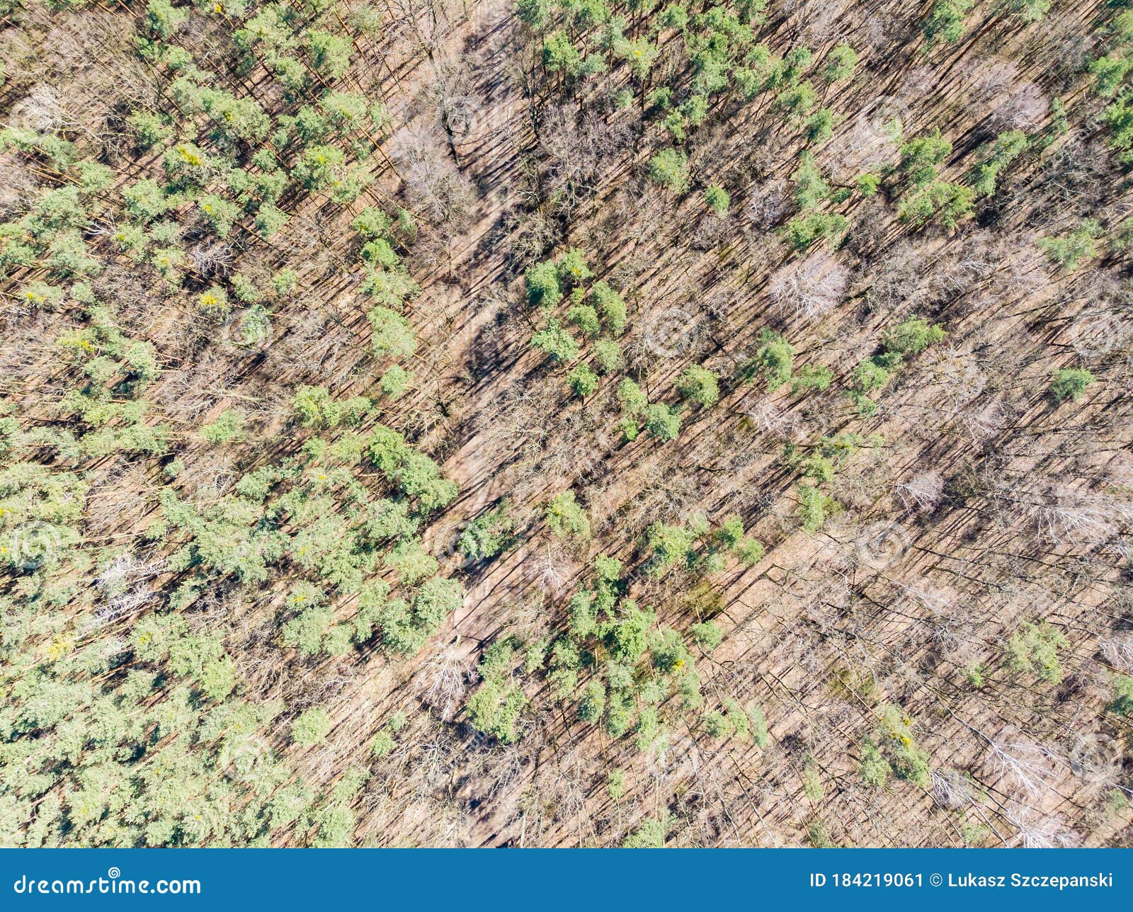 Green Pine Forest Top Down Image Stock Image - Image of view, people ...