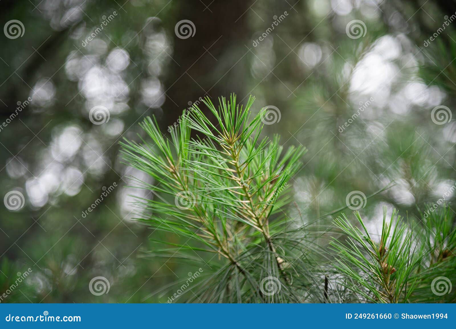 Green pine leaf stock photo. Image of agriculture, seasonal - 249261660