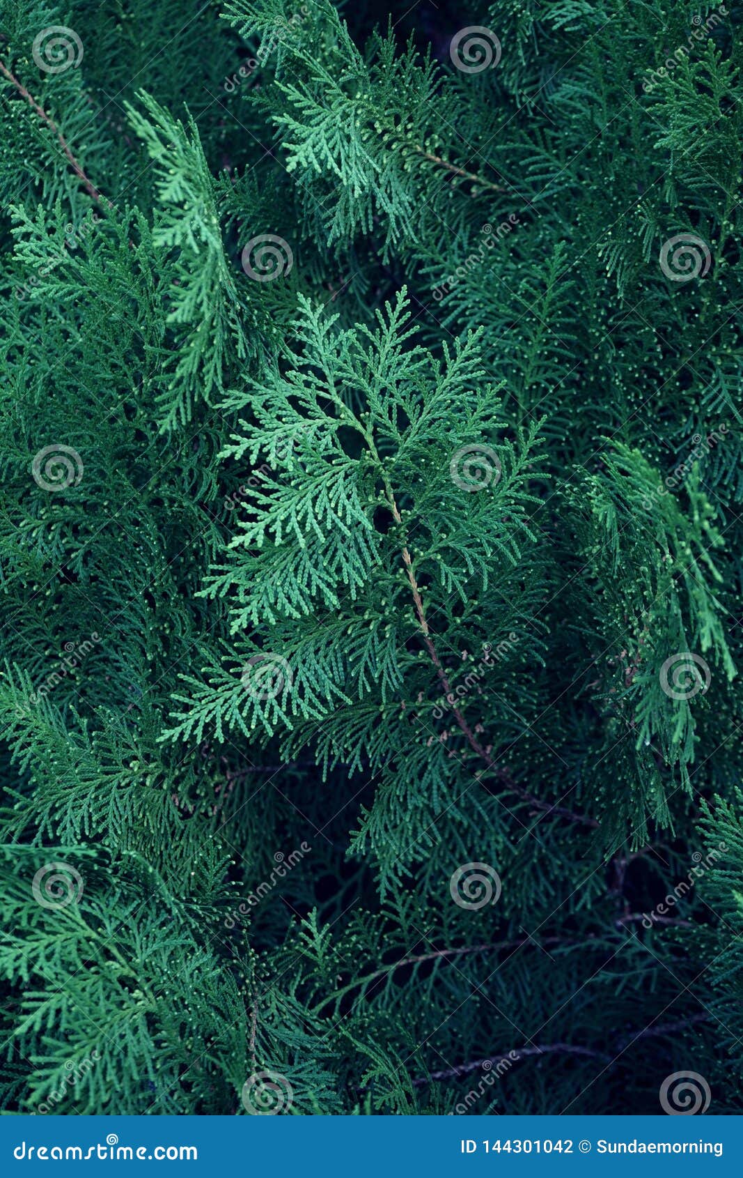 Pine Leaf Stock Photos - Download 103,044 Royalty Free Photos