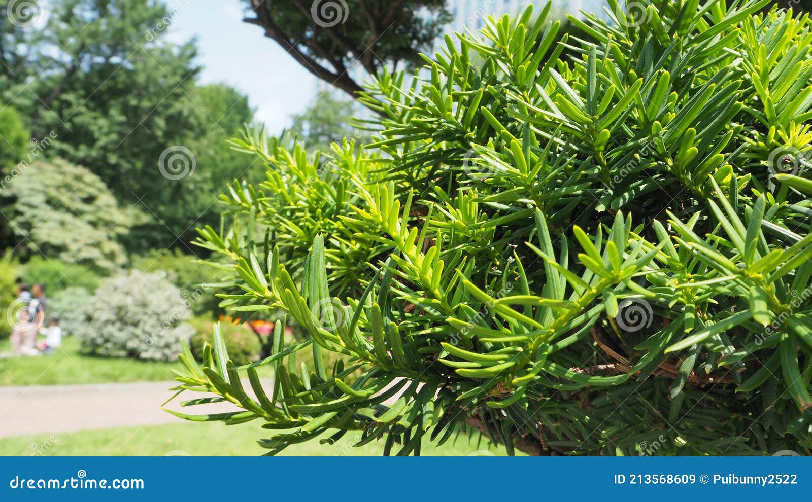 Green Pine or Matsu Tree in Hokkaido Japan Stock Image - Image of matsu ...