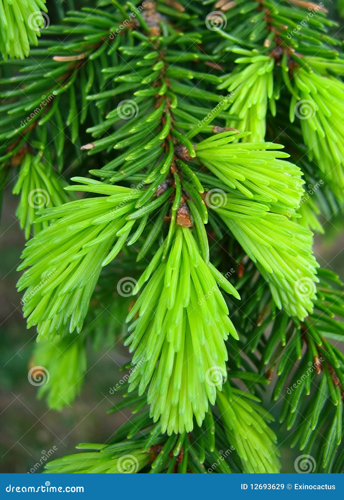 Green pine needles stock image. Image of needle, outdoors - 12693629