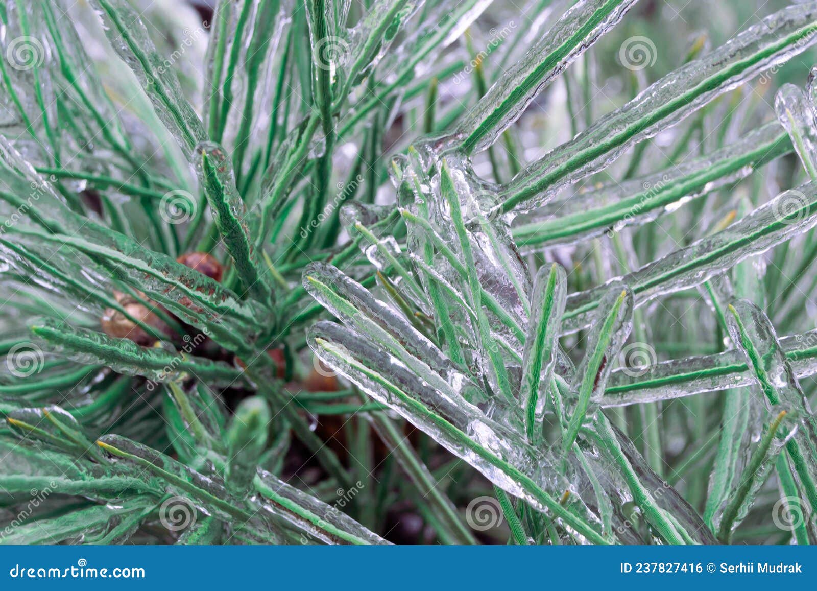 Green Pine Needles Incased in Ice during Ice Storm Stock Photo - Image ...