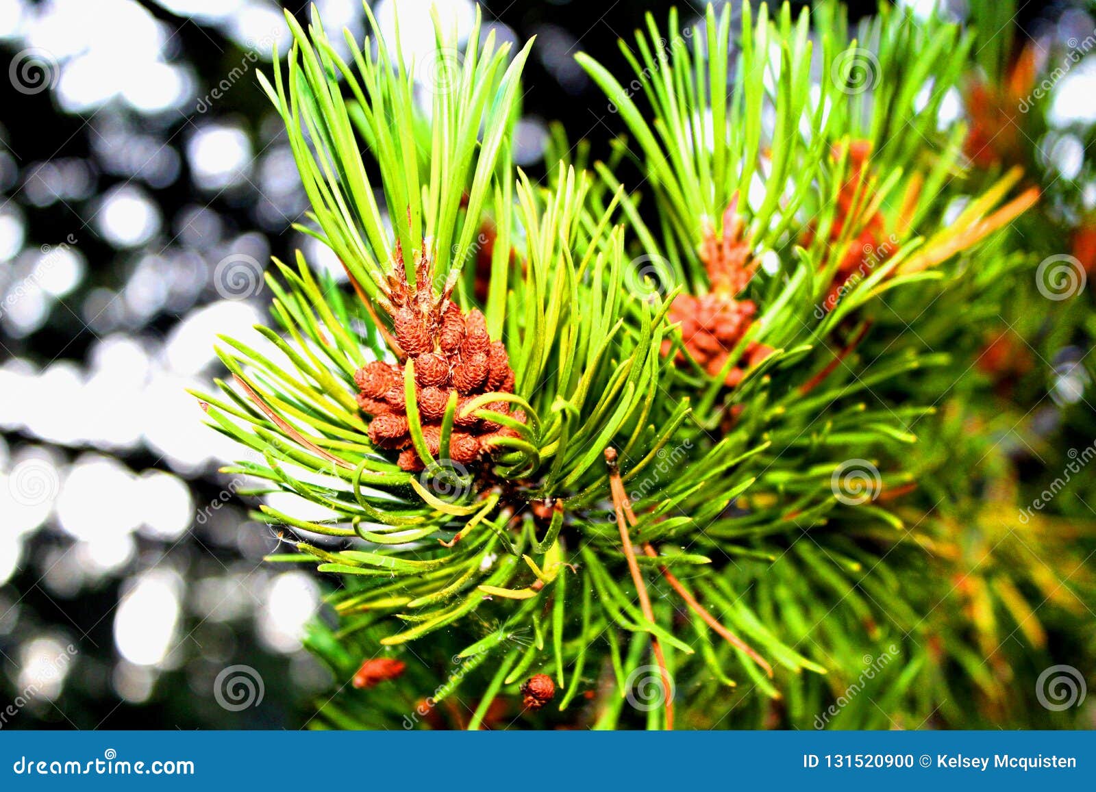 Beautiful green pine stock photo. Image of green, background - 131520900