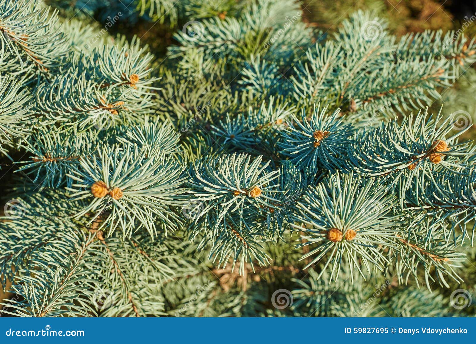 Green pine stock image. Image of culture, coniferous - 59827695