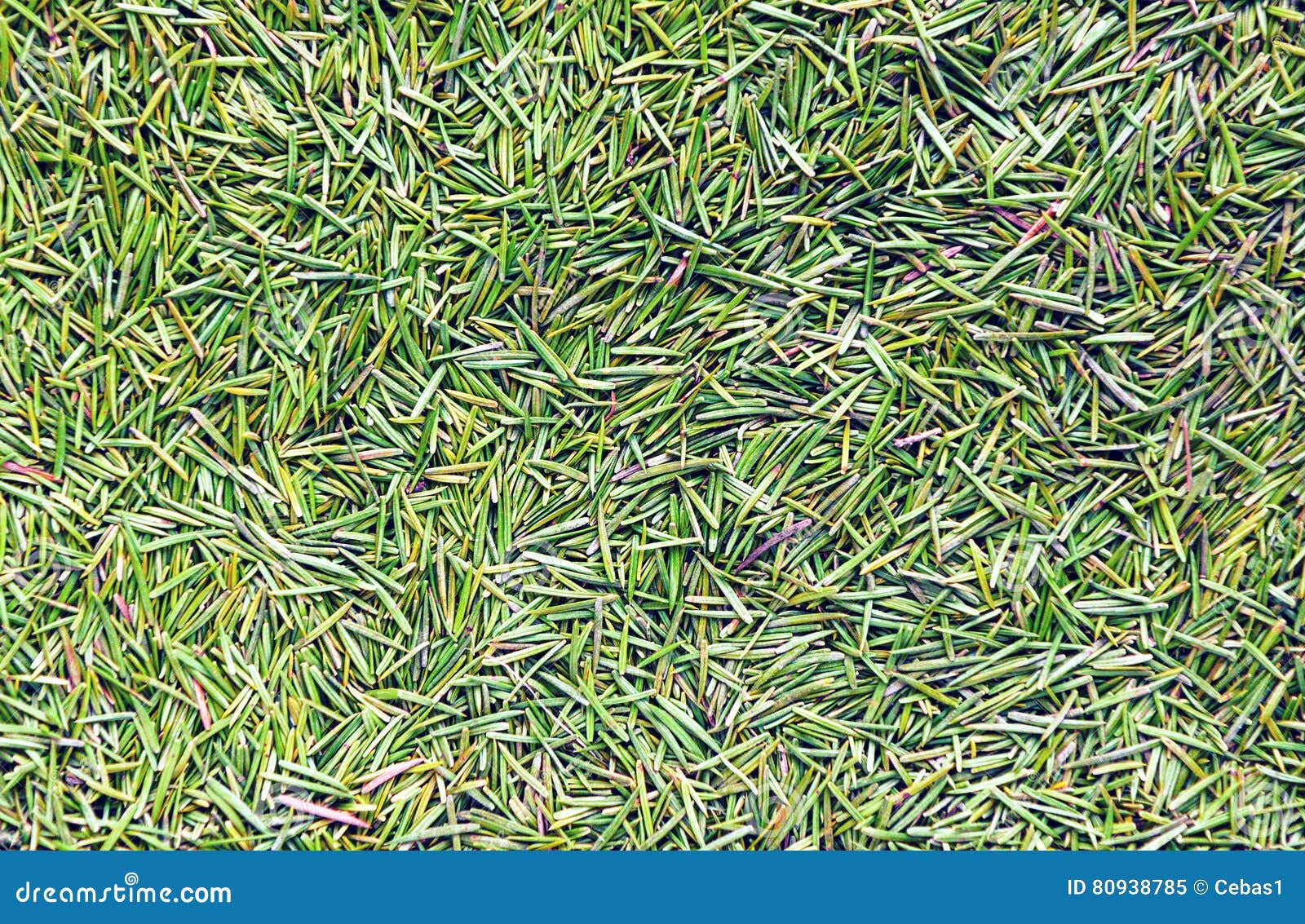 Green Pine Spike Background Stock Image - Image of spike, pattern: 80938785