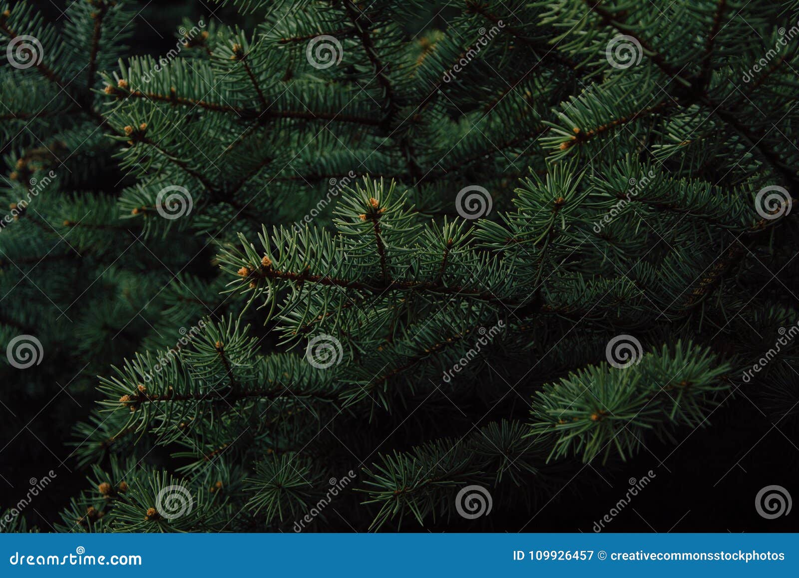 Green Pine Tree Picture. Image: 109926457