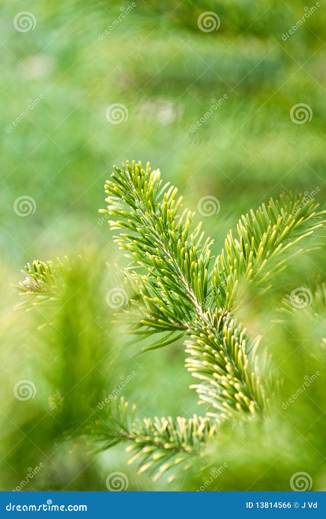 Green pine tree stock photo. Image of background, bright - 13814566
