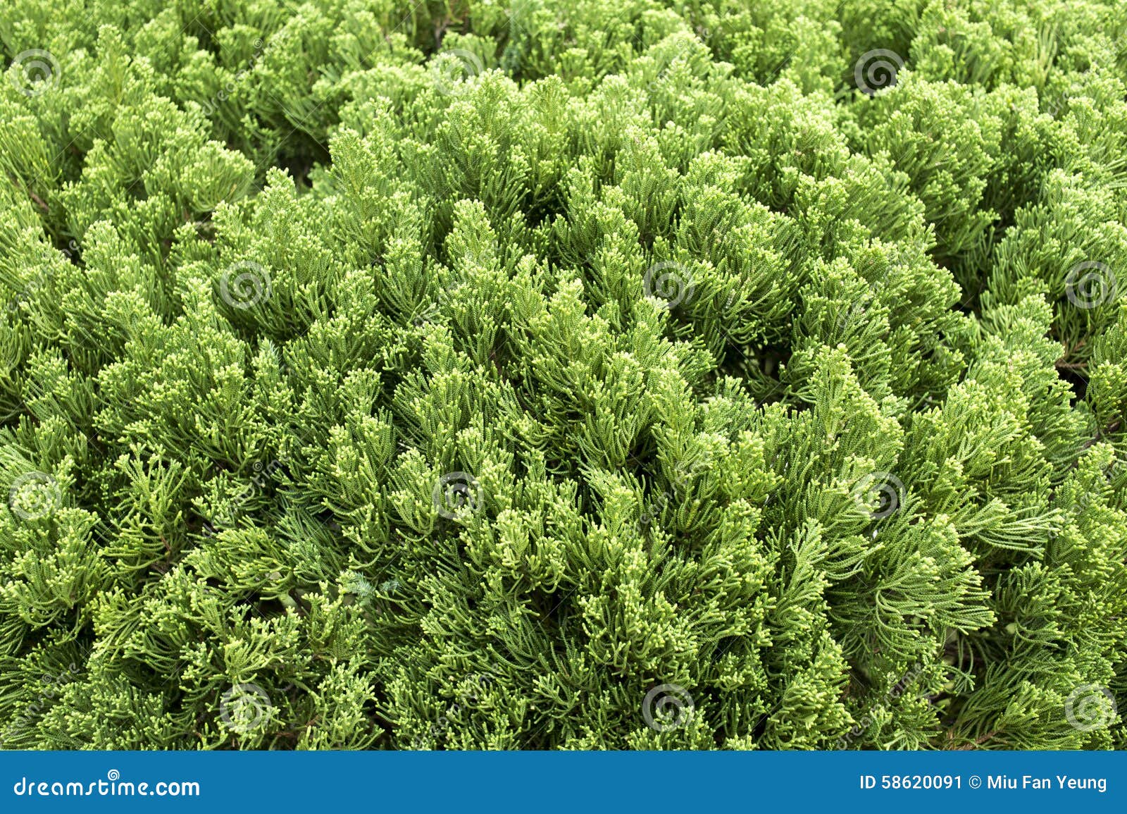Green pine tree background stock image. Image of tree - 58620091