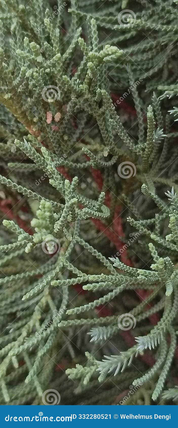 Green Pine Tree in Backyard Stock Image - Image of backyard, green ...