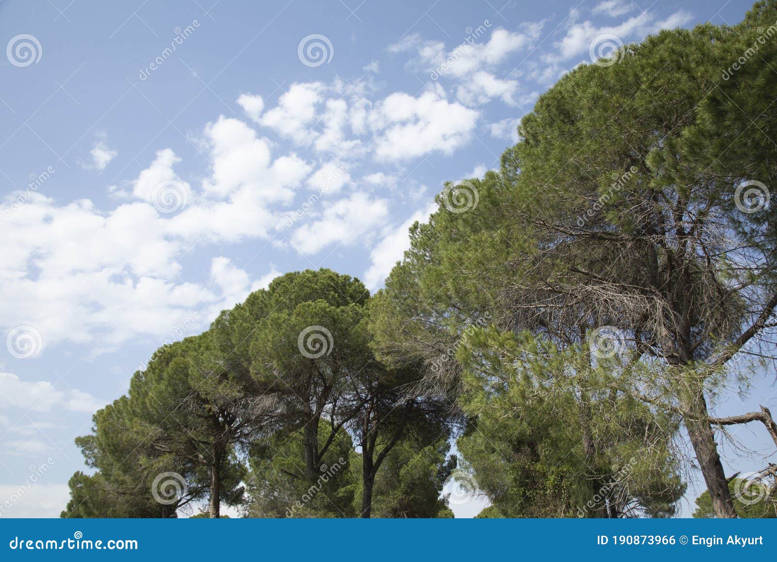 Green pine trees and sky stock photo. Image of summer - 190873966