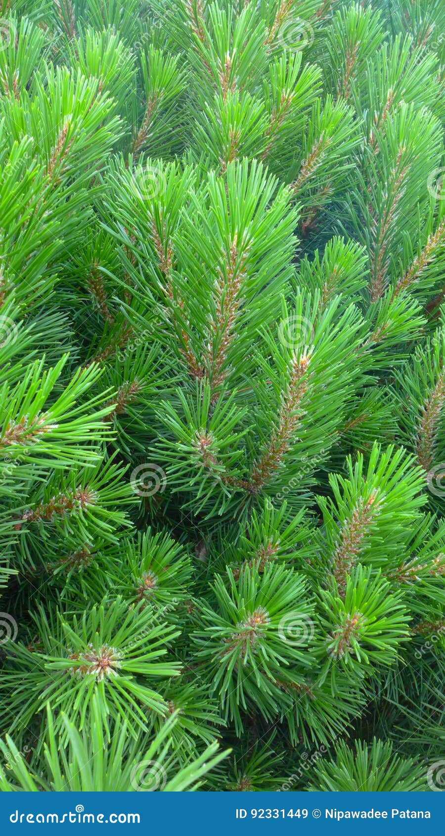 Green pine tree stock image. Image of natural, holiday - 92331449