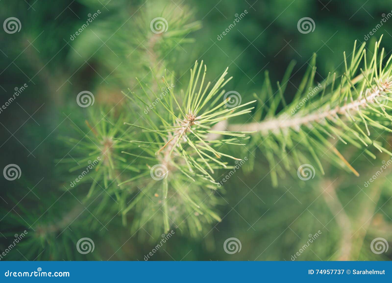 Green pine tree close up stock image. Image of beautiful - 74957737