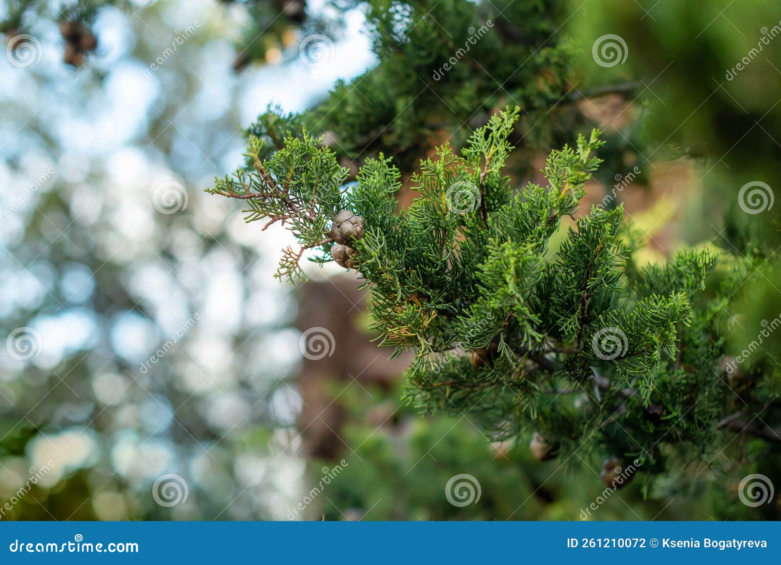 Green Pine Tree, Coniferous Tree Branches Close-up Stock Photo - Image ...