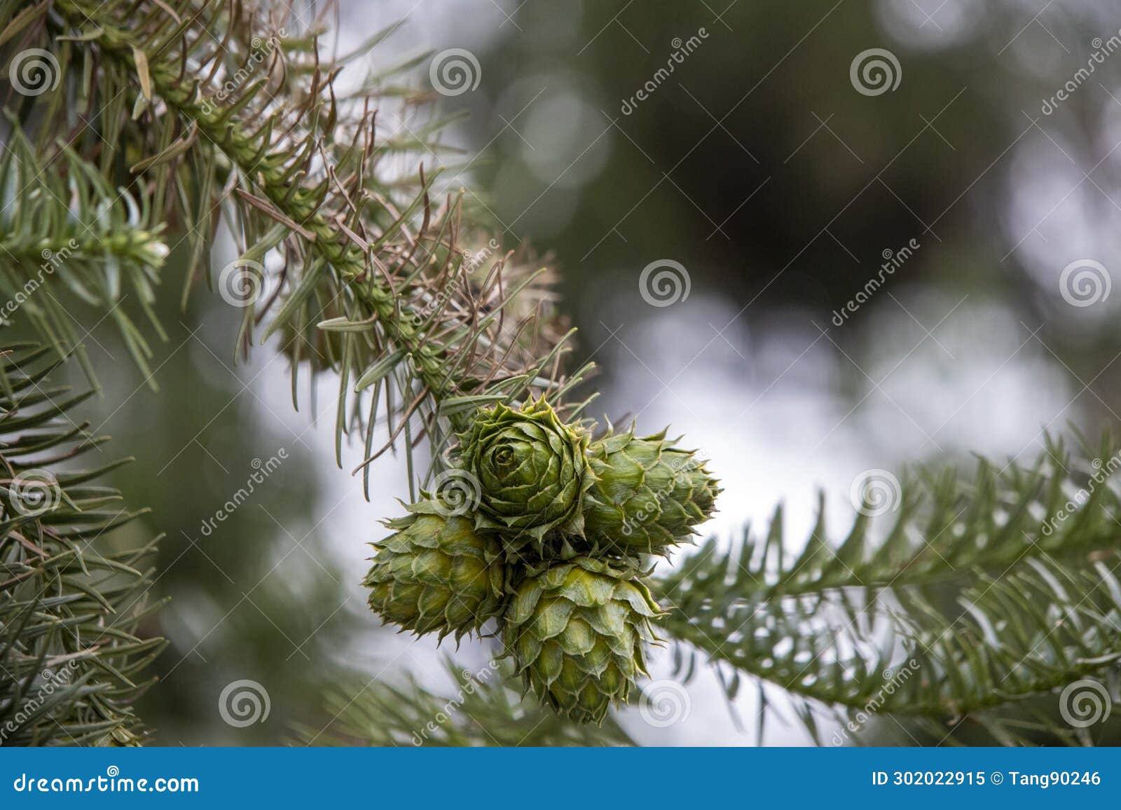 Green Pine Tree or Fir Tree Fruit Stock Image - Image of botany ...