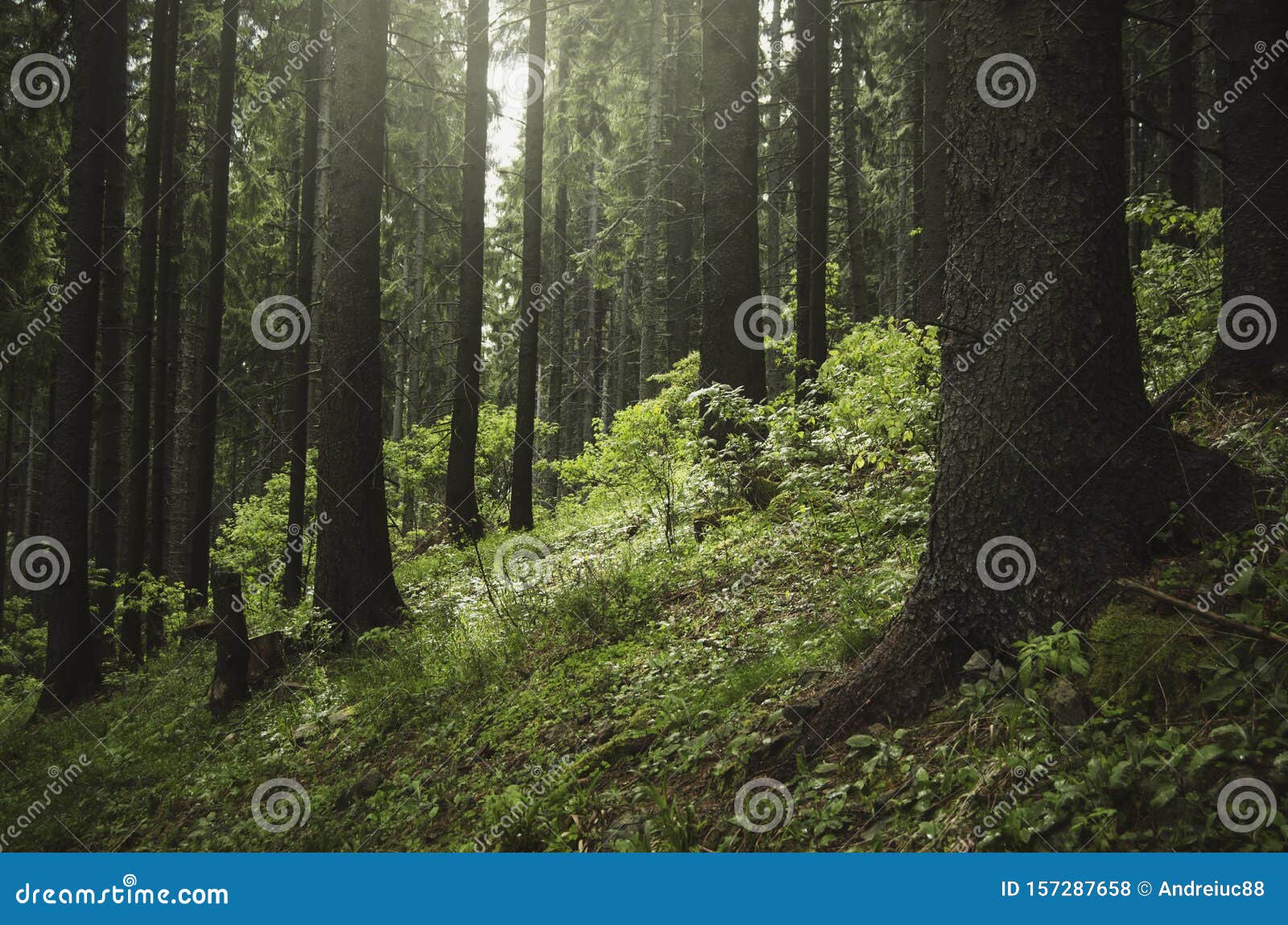 Green Pine Tree Forest Environment in Summer Stock Photo - Image of ...