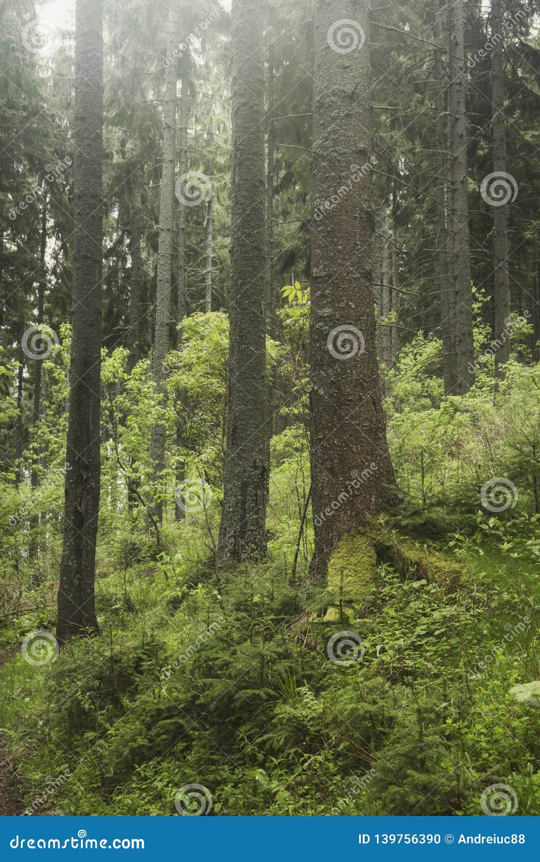 Green Pine Tree Forest with Mist Stock Photo - Image of mountain, green ...