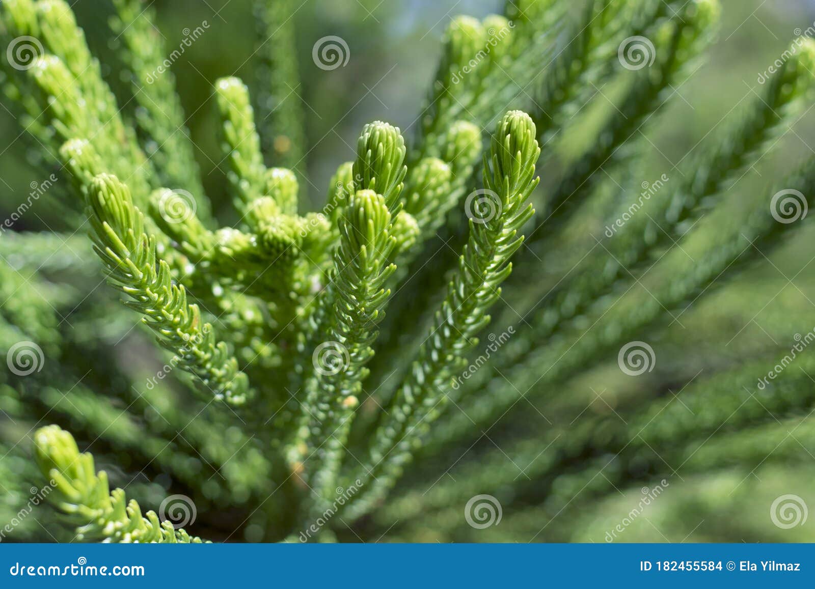 Green Pine Tree or Fur Tree New Growing Branches Stock Photo - Image of ...