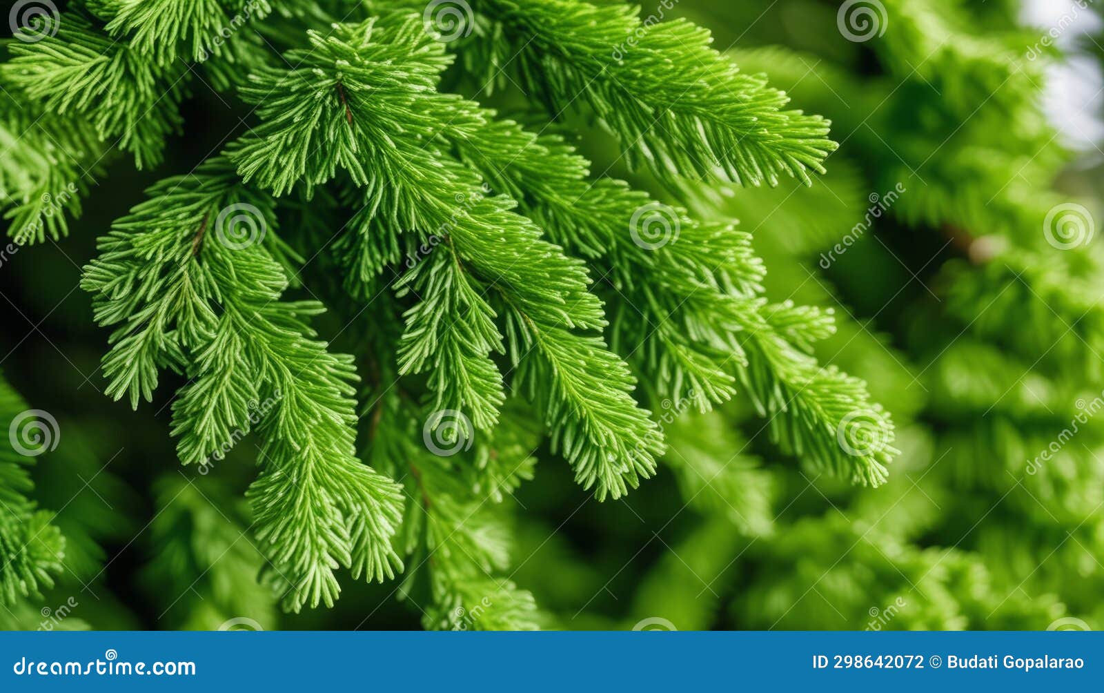 A Green Pine Tree with Green Leaves Stock Illustration - Illustration ...