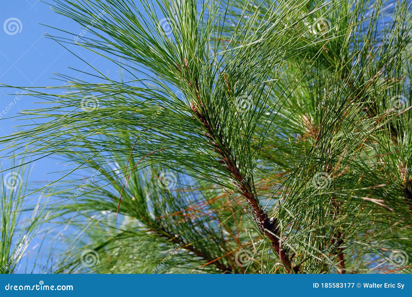 Green Pine Tree Leaves Nature in Batangas, Philippines Stock Image ...