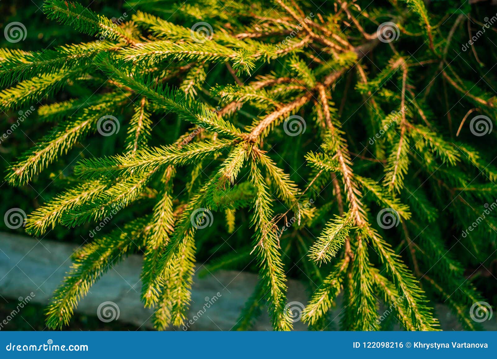 Green Pine-tree Leaves Texture Stock Photo - Image of flora, burgeon ...