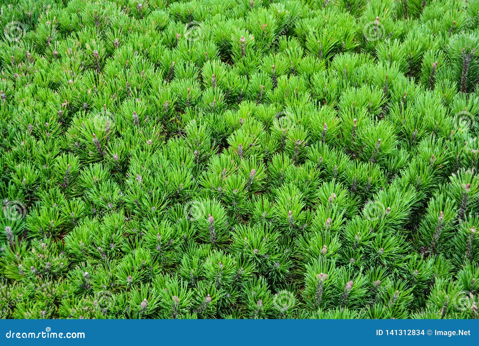 Pine Leaf Texture
