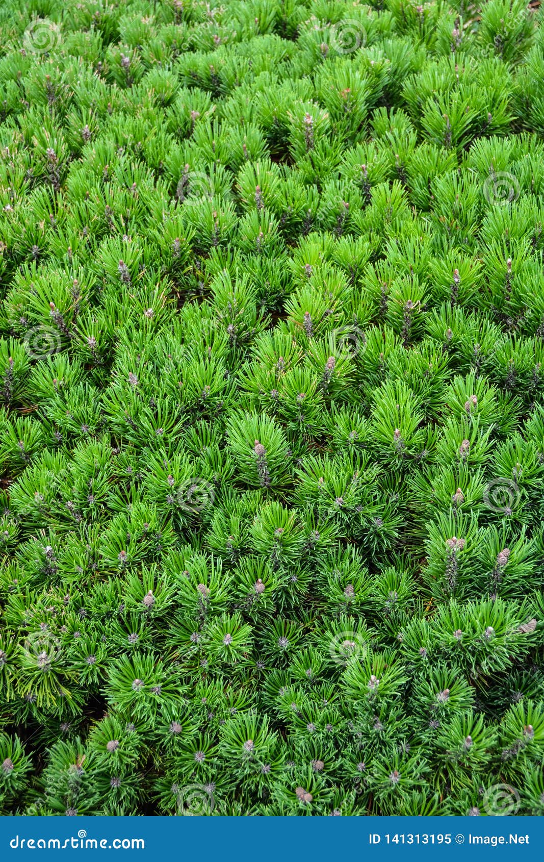 Green Pine Tree Leaves Texture Natural Backdrop. Stock Image - Image of ...