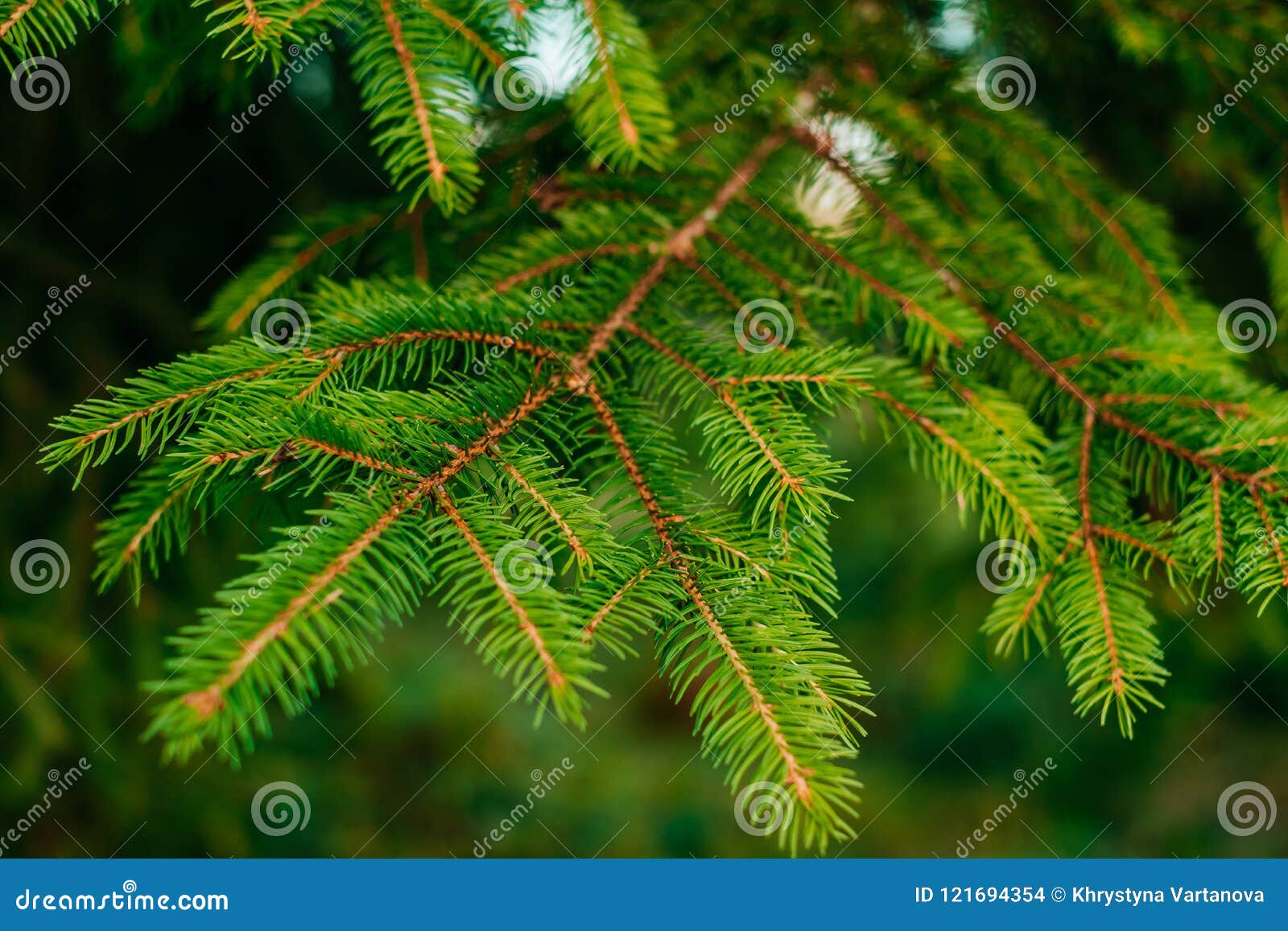Pine Tree Leaves Texture