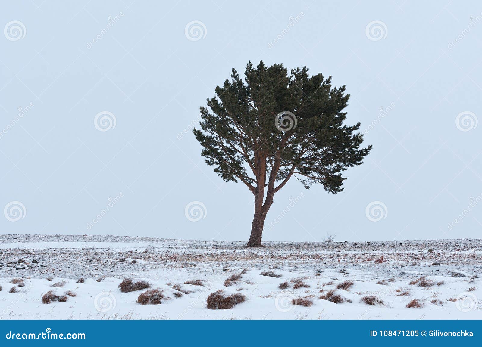 One Pine Tree on the Snow Baikal Shore Stock Image - Image of hummock ...