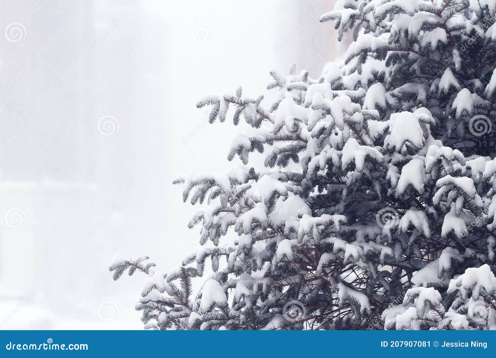 Green Pine Tree in Snow in Winter Stock Image - Image of tree, season ...