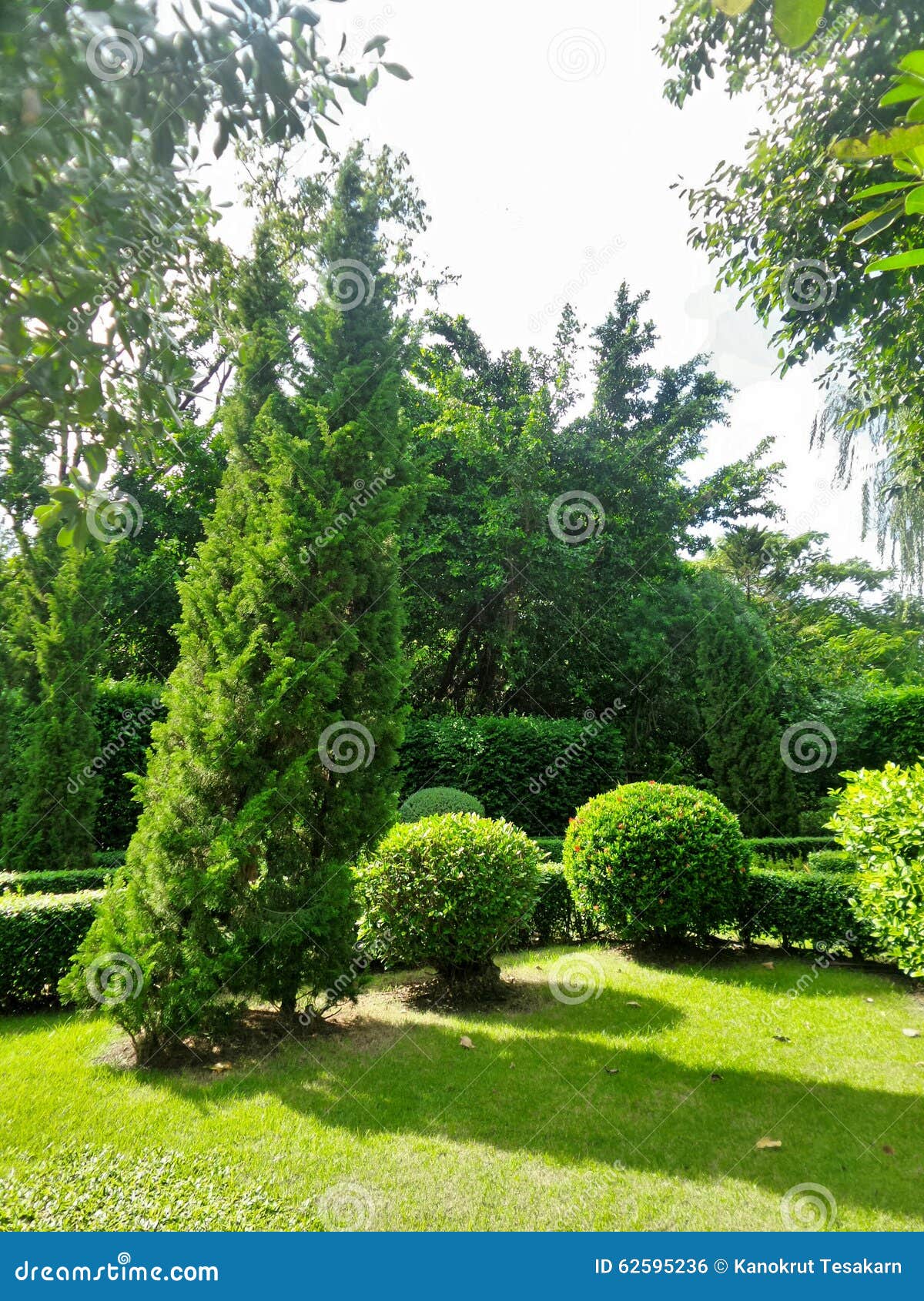 Green Pine tree stock photo. Image of green, pine, tree - 62595236