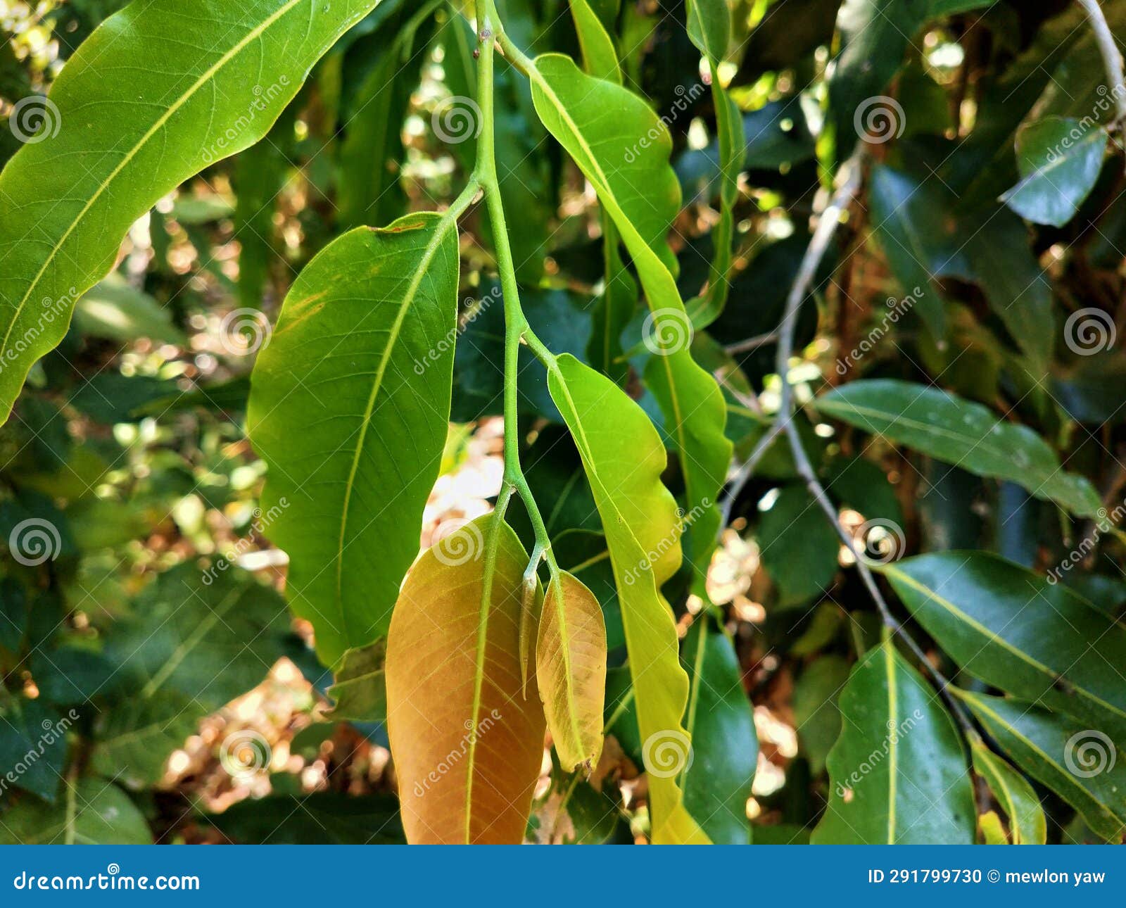 Green pine tree upright stock photo. Image of green - 291799730