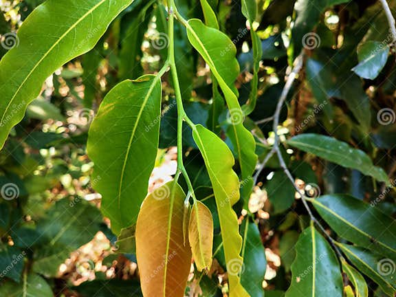 Green pine tree upright editorial image. Image of green - 291799730