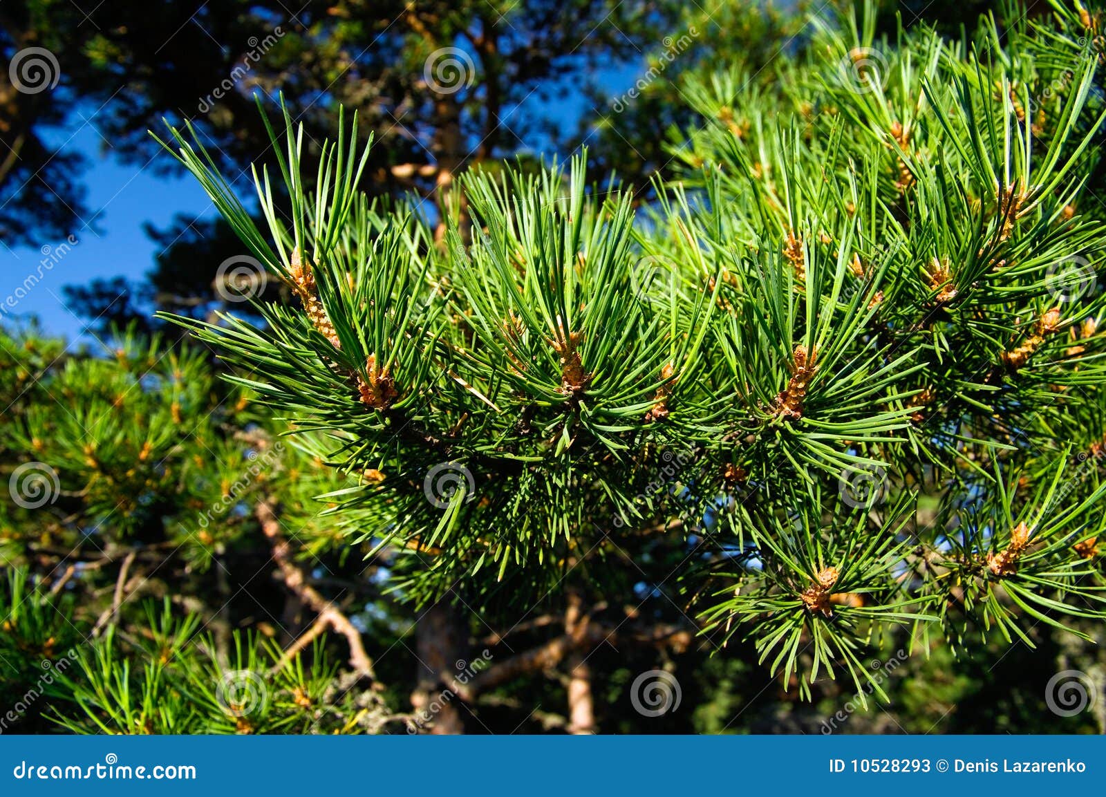 Green pine trees stock image. Image of close, forestry - 10528293