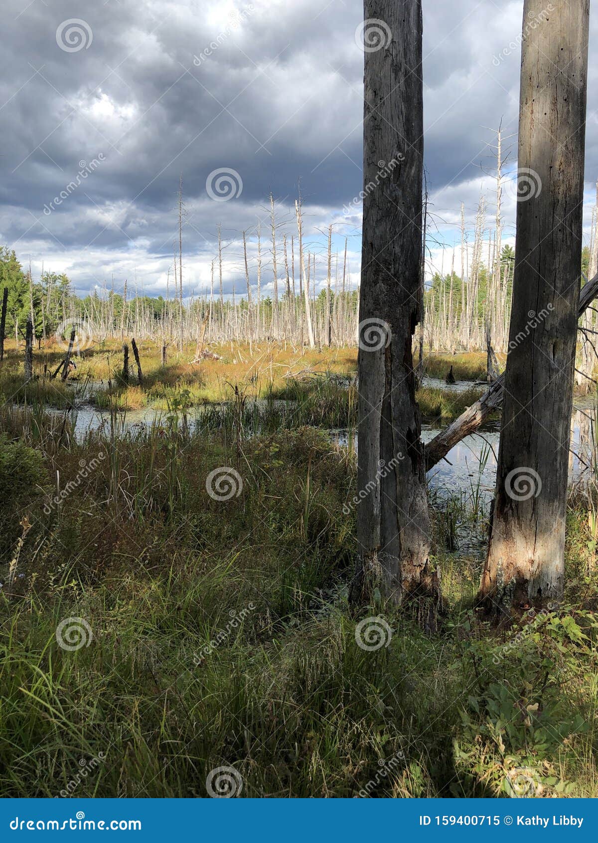 Trees in the marsh stock image. Image of bare, autumn - 159400715