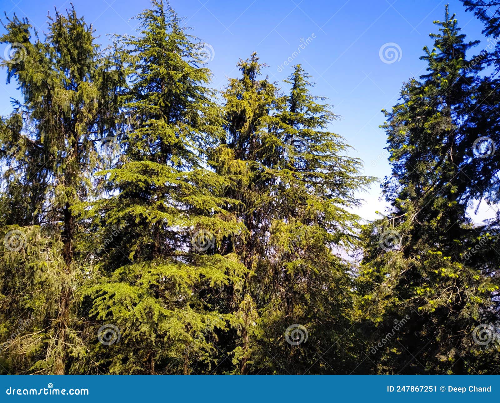 Green Pine Trees on Blue Sky Stock Image - Image of green, outside ...