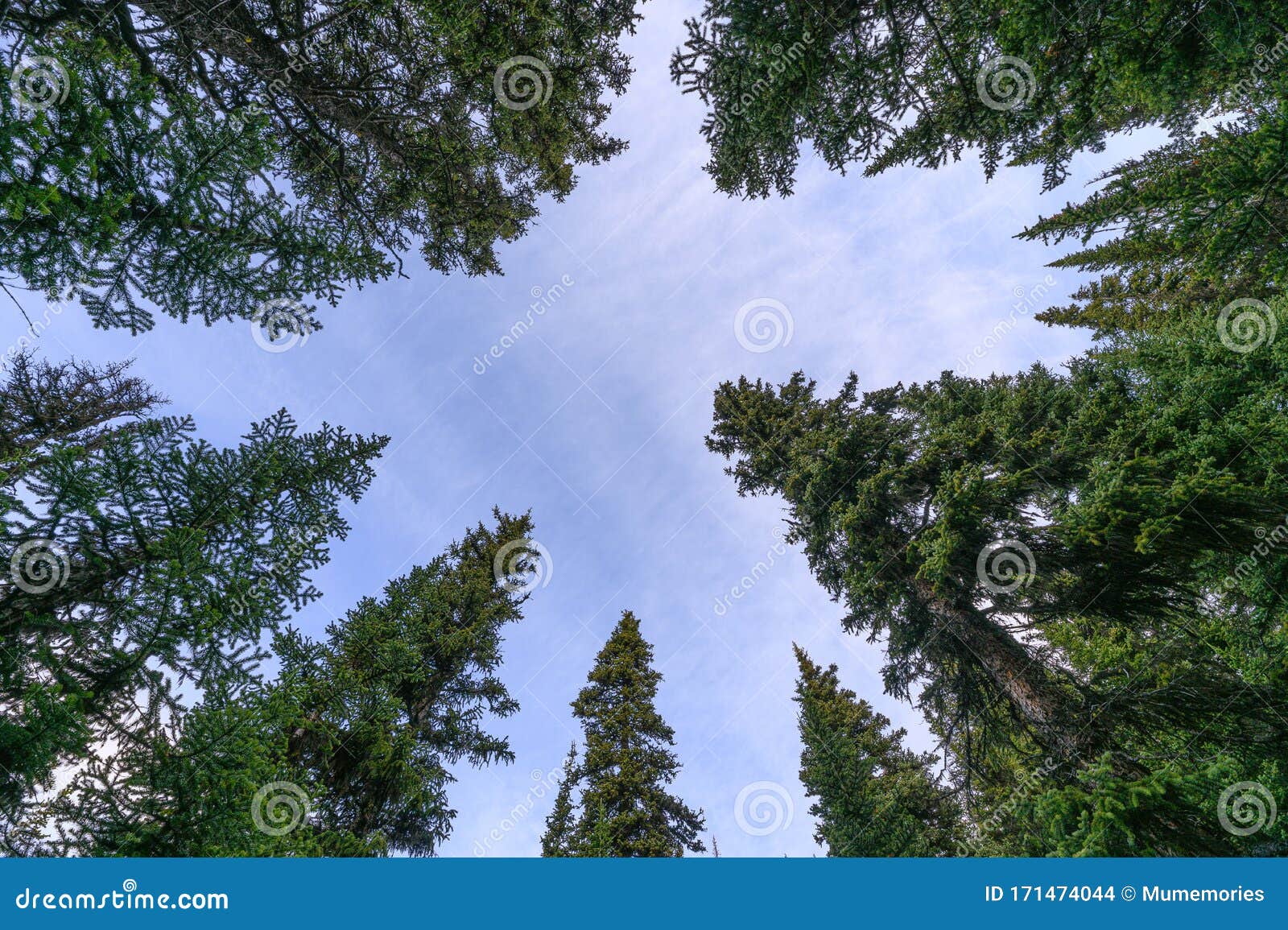 Green Pine Trees with Blue Sky in National Park Stock Photo - Image of ...